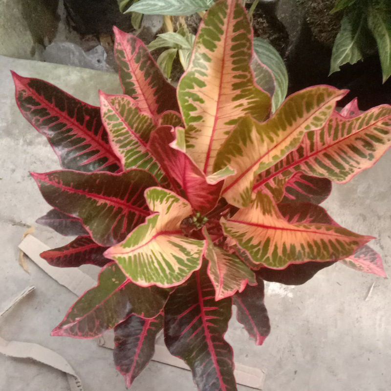 Jual puring bali merah | Shopee Indonesia