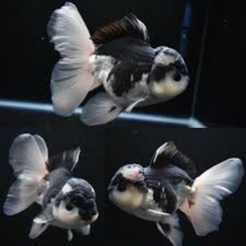 Jual ikan koki panda ukuran telor ayam real pic ada di video | Shopee ...