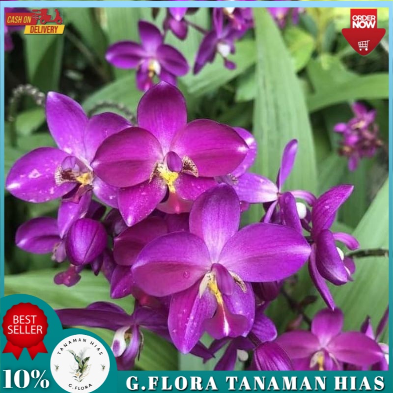 Jual Bibit Anggrek Tanah Bunga Warna Ungu GFLORA | Shopee Indonesia