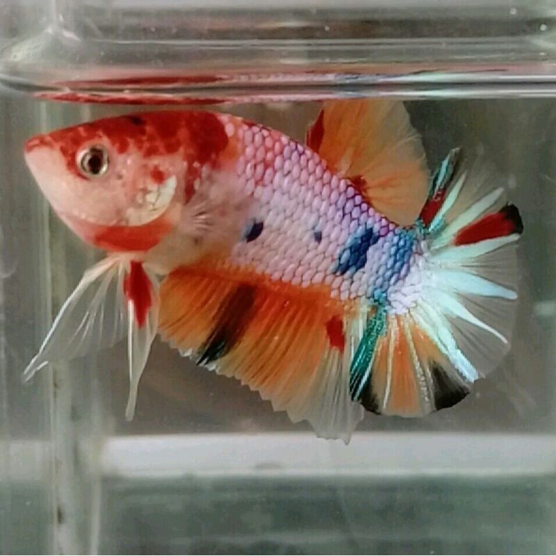 Jual ikan cupang nemo multi sesuai foto real pict | Shopee Indonesia Jual ikan cupang nemo multi sesuai foto real pict | Shopee Indonesia