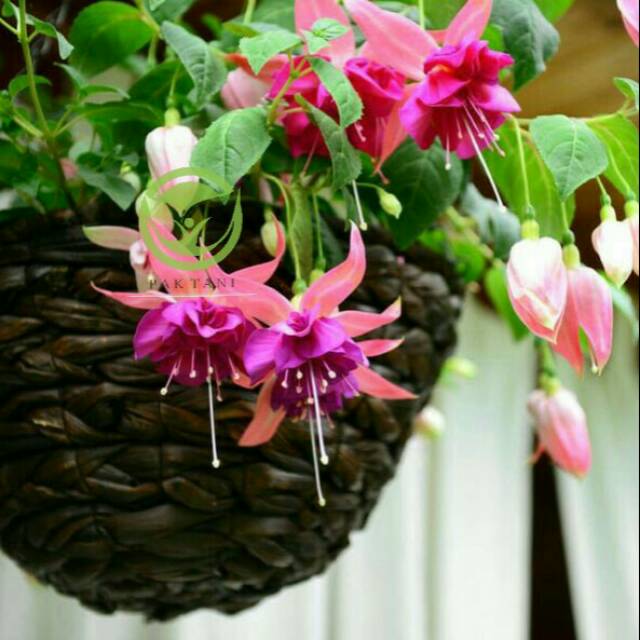 BUNGA FUCHSIA / BUNGA ANTING INDIA / ANTING-ANTING | Shopee Indonesia