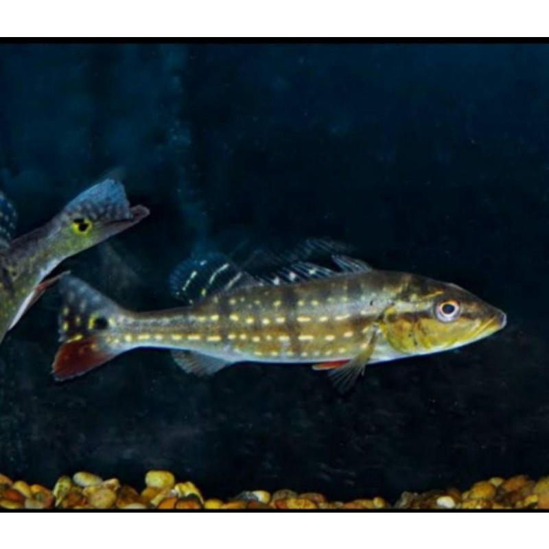 Harga Temensis Terbaru Mei 2022 | BigGo Indonesia