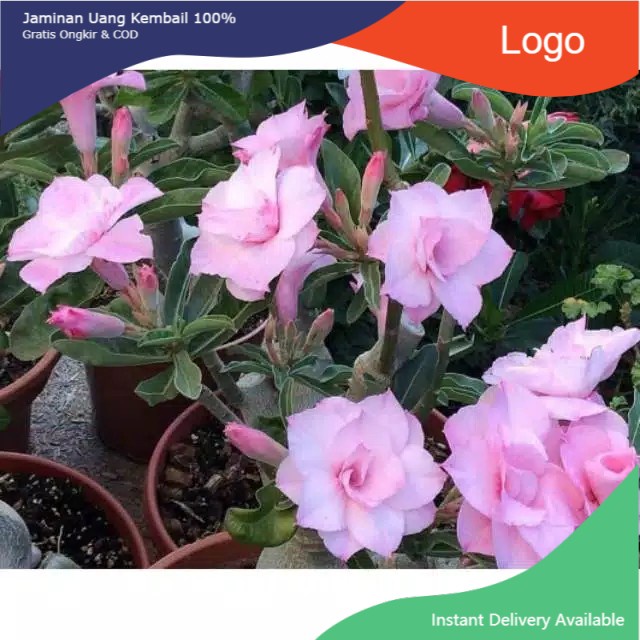 Jual Adenium bunga tumpuk "Soking Pink" Kamboja Jepang tanaman hidup ...