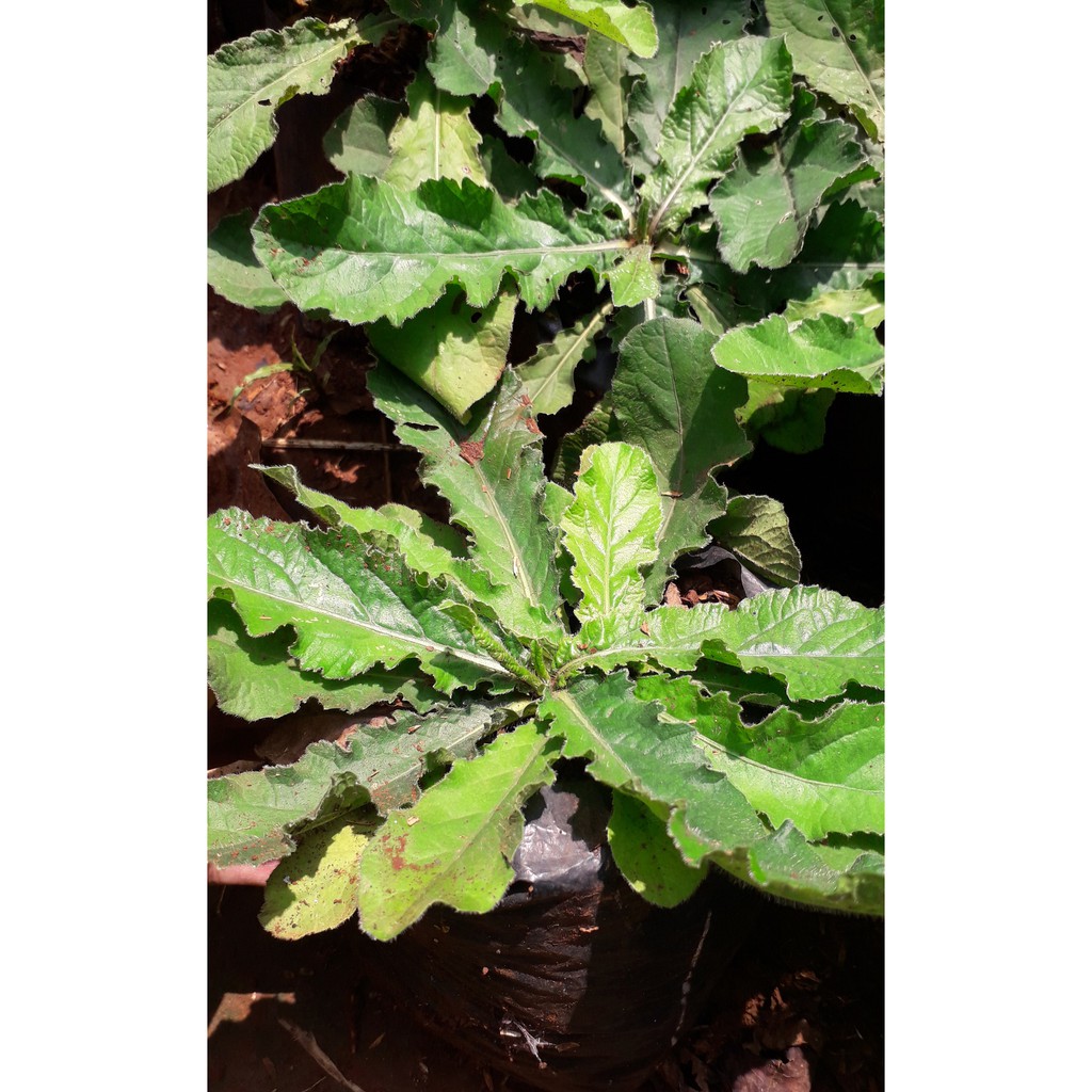 Jual Tanaman Herbal - Tanaman Tapak Liman - Pohon Tapak Liman | Shopee ...