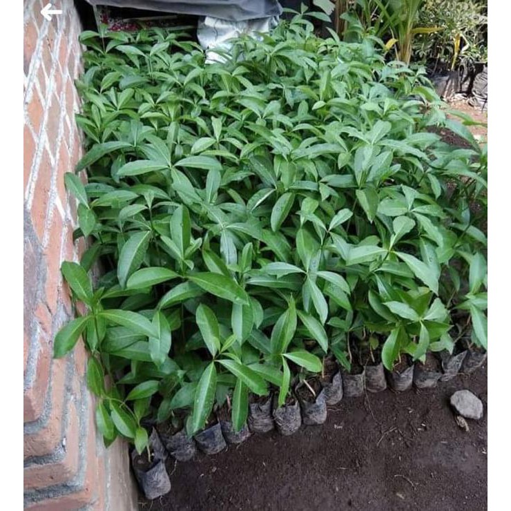 Jual 5 ONS BENIH BIJI POHON PULE PULAI SIAP SEMAI N3W | Shopee Indonesia