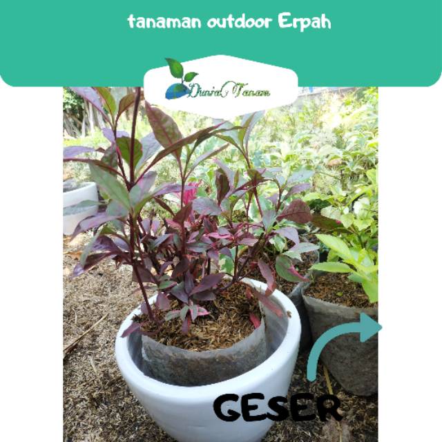 Jual bibit Tanaman pohon Outdoor Erpah bayam ungu merah | Shopee Indonesia