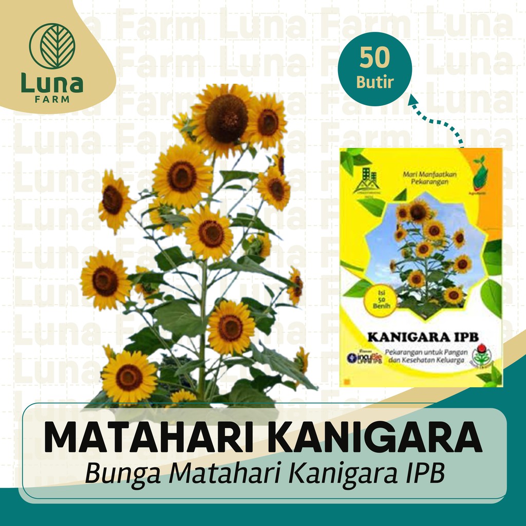 Jual Benih Bunga Matahari Kanigara IPB Kemasan Urban Isi 50 Butir Bibit Biji Sun Flower | Shopee ...