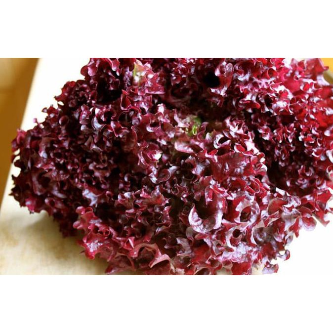 Jual Produk Special Benih / Bibit / Seed Sayur Selada Merah Red Lettuce Cocok Untuk Lalap ...