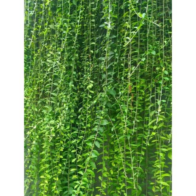 Jual Tanaman menjuntai lee kwan yew 30cm-50cm-tanaman hias li kuan yu ...