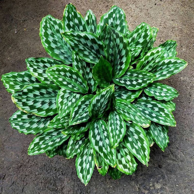 Jual pohon merak asli/calatea merak | Shopee Indonesia Jual pohon merak asli/calatea merak | Shopee Indonesia