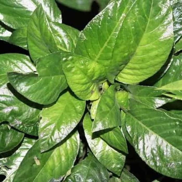 Jual BIBIT TANAMAN REUNDEU LALAPAN KHAS SUNDA (CUTTING) | Shopee Indonesia