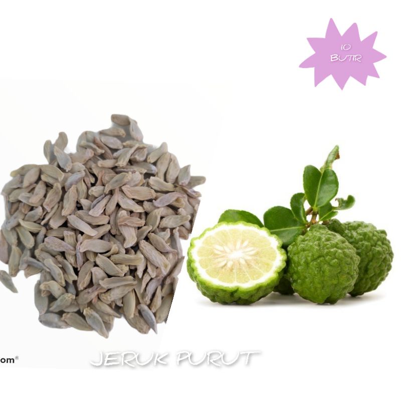 Jual 10 BUTIR BIJI/BENIH JERUK PURUT | Shopee Indonesia