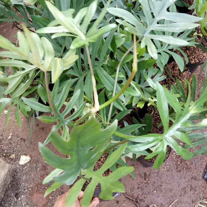 Jual tanaman hias philodendron mayoi - philo mayoi | Shopee Indonesia