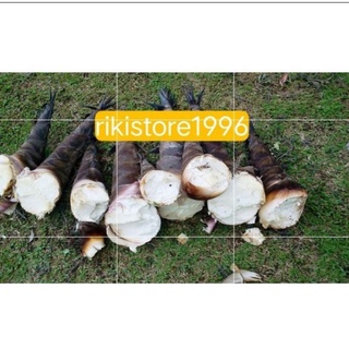 Jual paket 500 gram rebung bambu muda sayur segar | Shopee Indonesia