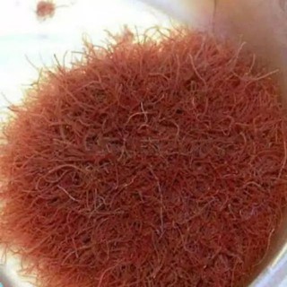 Jual CACING SUTRA / CACING RAMBUT / CASUT MAKANAN IKAN CUPANG BURAYAK ...