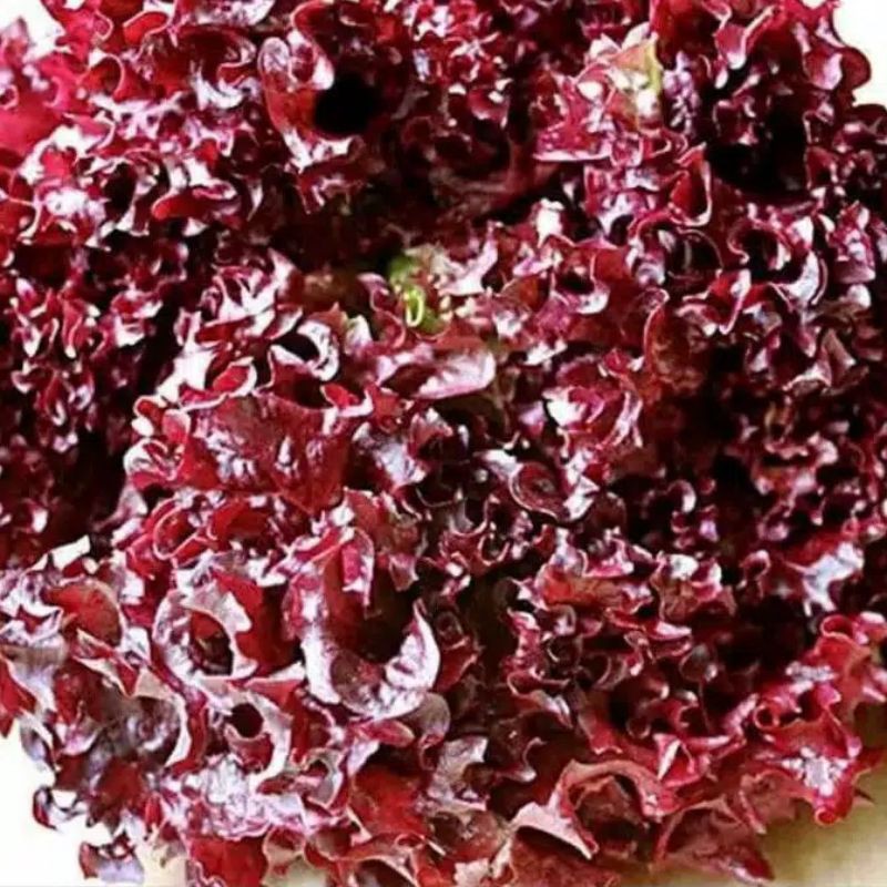 Jual Benih Selada Merah | Shopee Indonesia