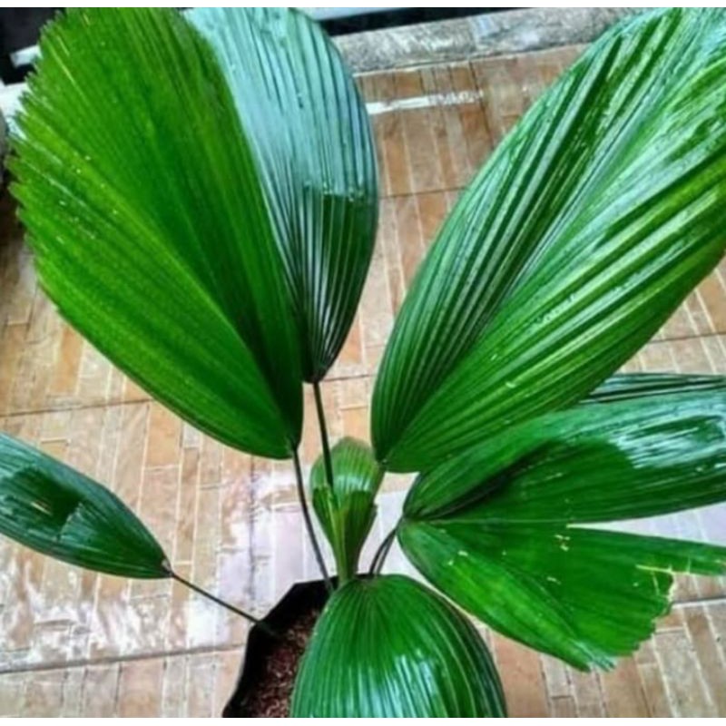 Jual Tanaman Hias Palem Kol - Indoor/Outdoor Pohon Palem Kol | Shopee ...