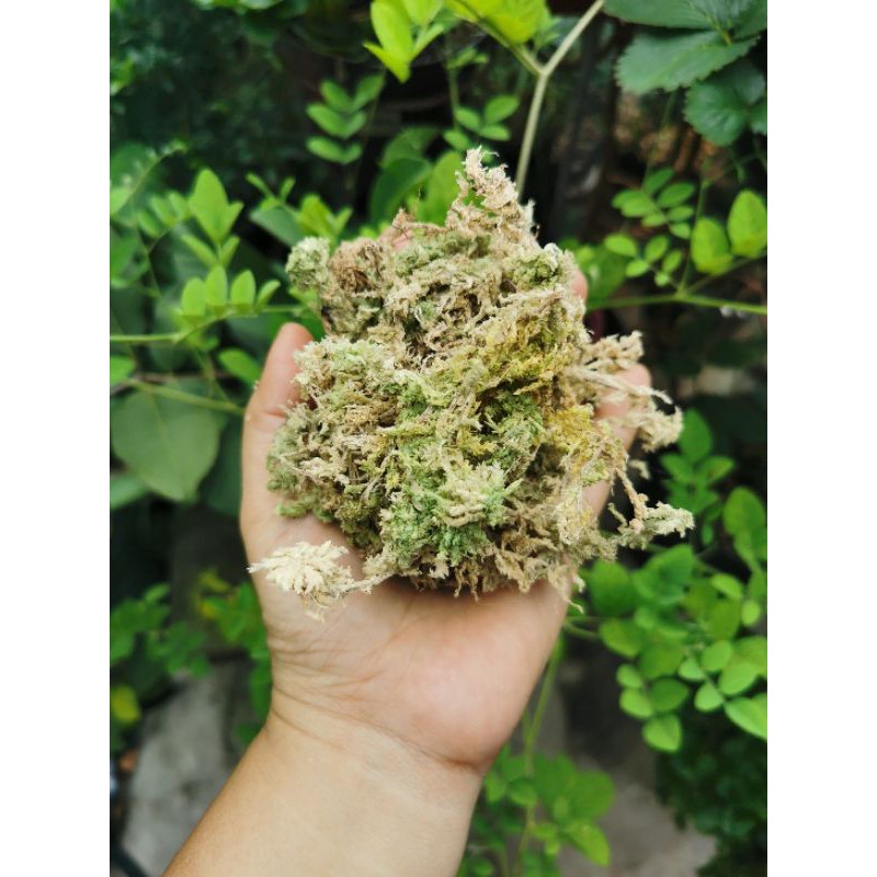 Jual Spagnum Moss Kering Shopee Indonesia