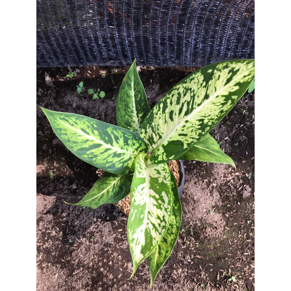 Jual tanaman bunga hias diven candi/dipen/difen murah | Shopee Indonesia