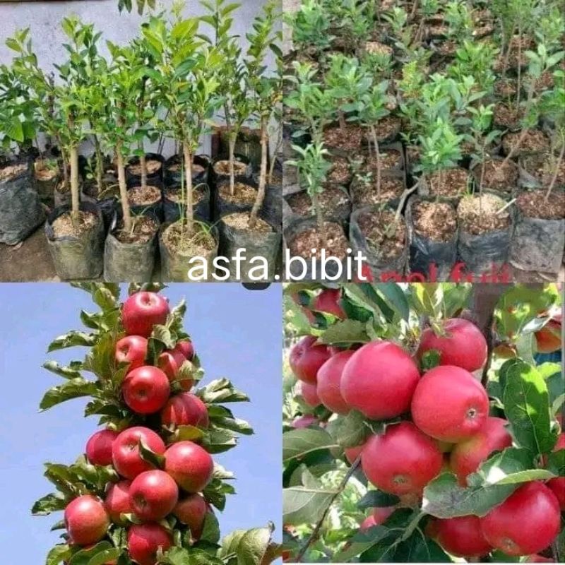 Jual Bibit apel fuji merah,cangkok cepat berbuah | Shopee Indonesia
