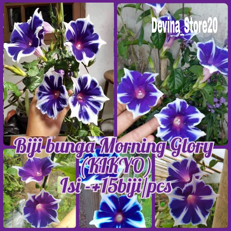 Jual Biji bunga Morning Glory (KIKYO) | Shopee Indonesia