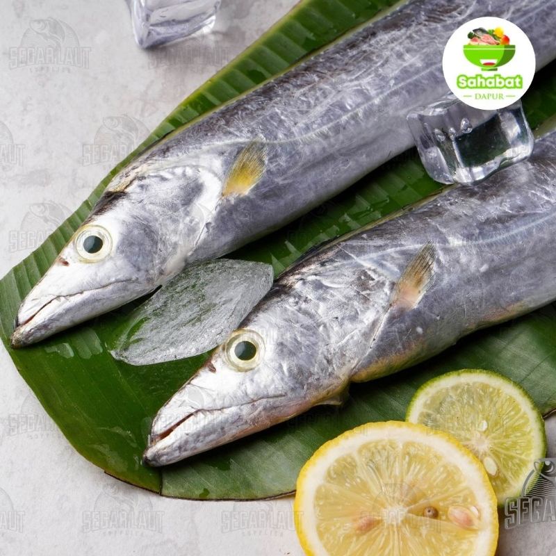 Jual Ikan Layur Segar 500gram - Sahabatdapur | Shopee Indonesia Jual Ikan Layur Segar 500gram - Sahabatdapur | Shopee Indonesia