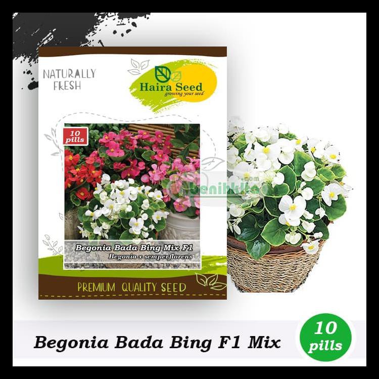 Jual Benih-Bibit Bunga Begonia Bada Bing F1 Mix (Haira Seed) | Shopee ...