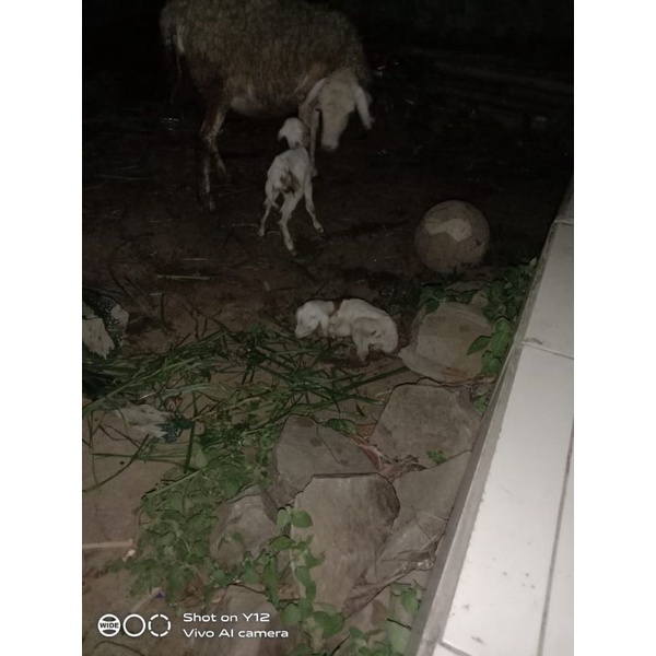 Jual Kambing gembel Domba | Shopee Indonesia