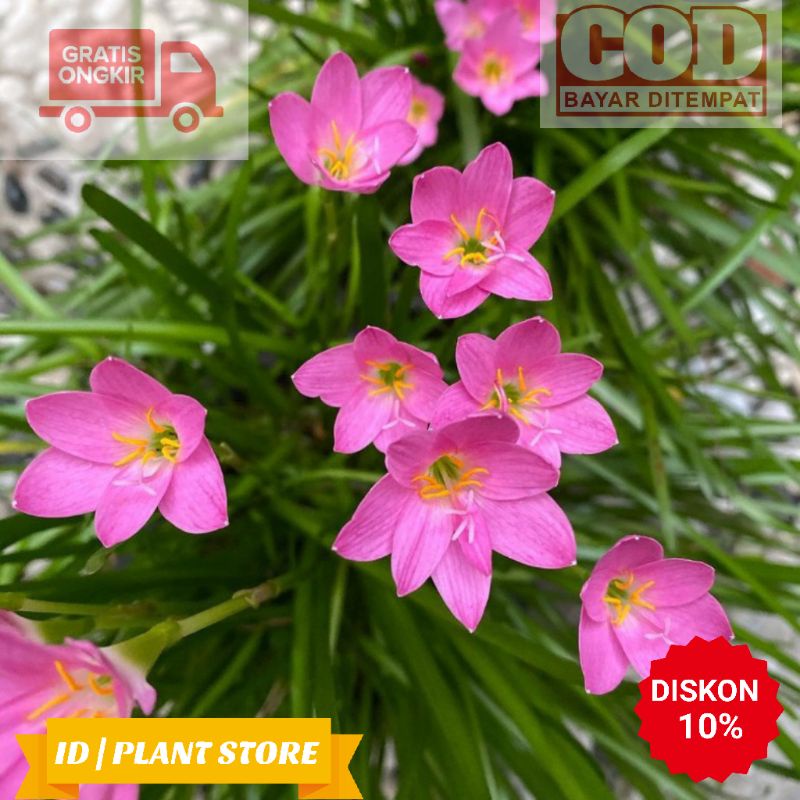 Jual Tanaman hias rain lily hujan pink-kembang tulip pink-tanaman hidup ...