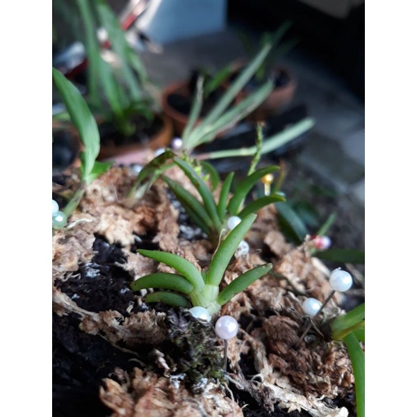 Jual Anggrek spesies mini/Anggrek Phreatia plantaginifolia | Shopee ...