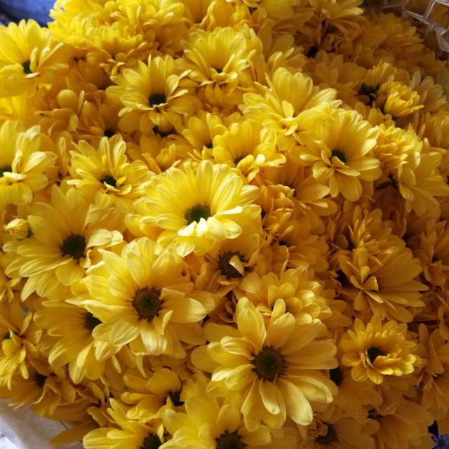 Inilah Gambar Bunga Aster Kuning Terbaru - Informasi Seputar Tanaman Hias