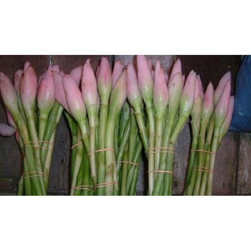Jual KINCUNG/KECOMBRANG/BUNGA RIAS SEGAR pengiriman dari Medan (250 ...