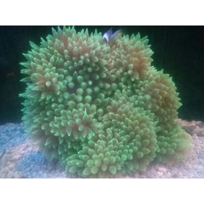 Jual Anemon jagung (Rumah Nemo) | Shopee Indonesia