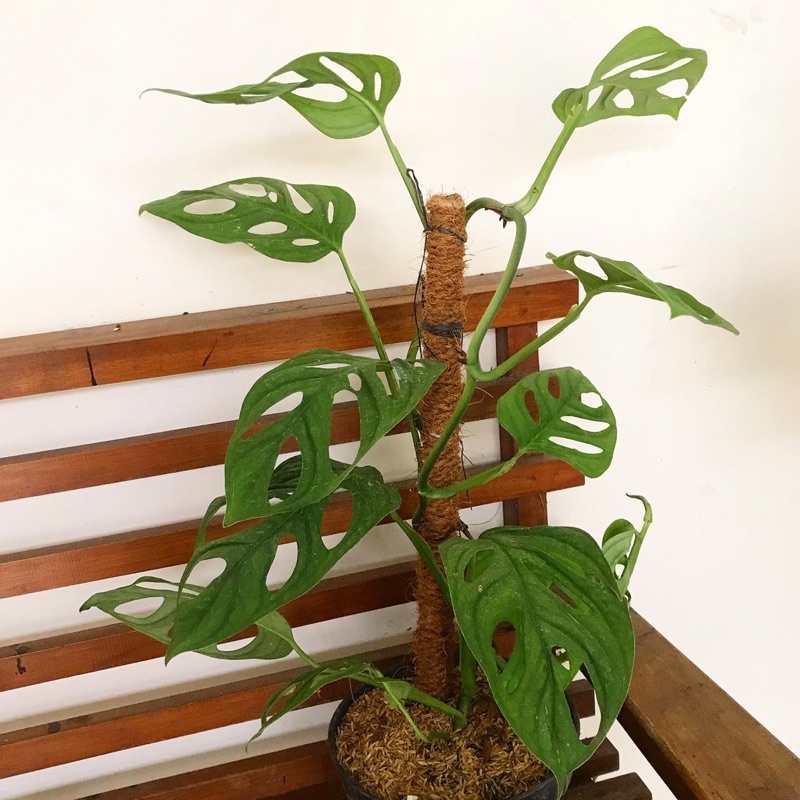 Jual Monstera adansonii | Janda Bolong | Tanaman Merambat | Turus ...