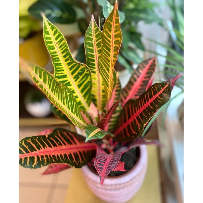 Jual tanaman hias puring dasi merah tanaman outdoor | Shopee Indonesia