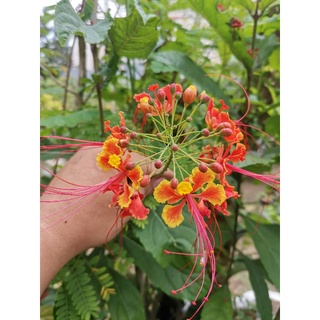 Jual Tanaman bunga kembang merak merah / Caesalpinia pulcherrima ...