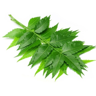 Jual Teh Daun Mimba Daun Intaran Daun Mindi Neem Tree Azadirachta ...