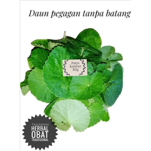 Jual Daun pegagan tanpa batang/daun pegagan segar/daun antanan 200 gram ...