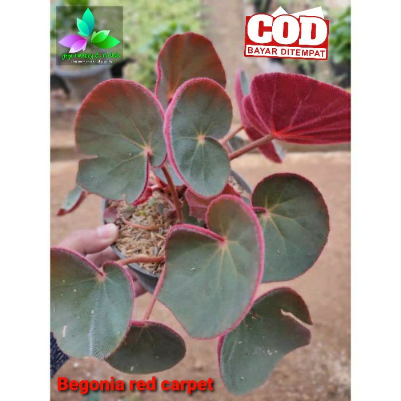 Jual Tanaman Hias Begonia karpet merah red carpet | Shopee Indonesia