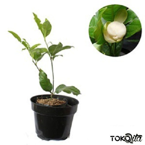 Jual CEMPAKA TELUR (Magnolia Coco) | Shopee Indonesia