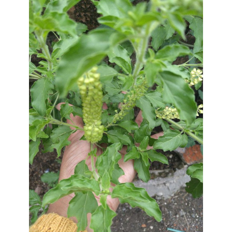 Jual Biji tanaman daun ruku ruku | Shopee Indonesia