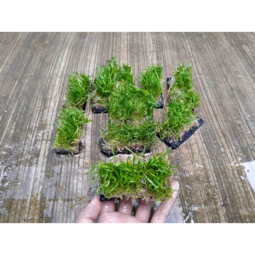 Jual Tanaman Aquascape - Lilaeopsis / Liliopsis Brasiliensis Media ...