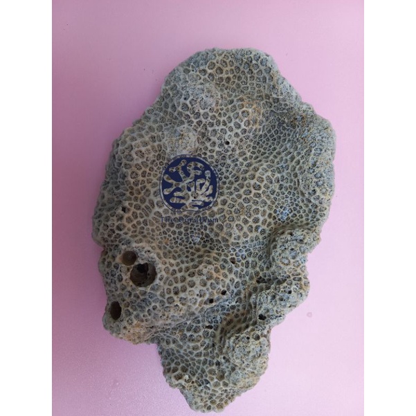 Jual Karang Pipih / Karang Hias Aquascape / Batu Koral Hias Aquascape ...