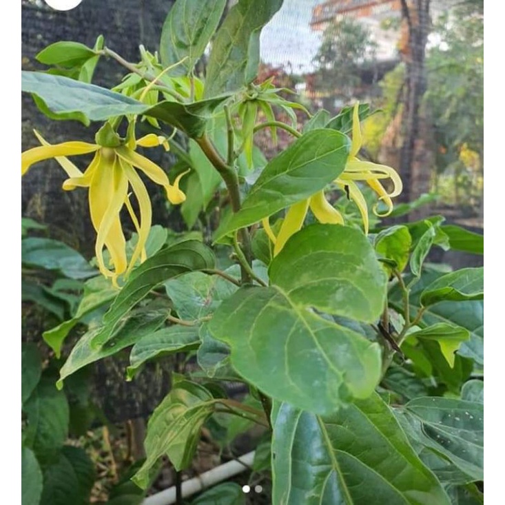 Jual Bunga Sandat Susun atau Pohon Bunga Sandat susun atau Tanaman ...