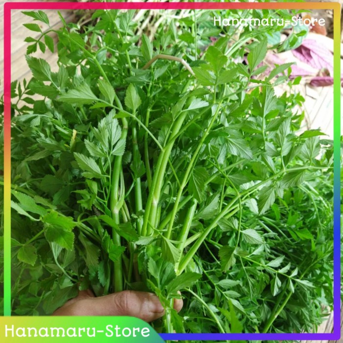 Jual New Daun tespong lalapan daun tespong/ Daun tespong konsumsi/500 ...