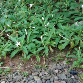 Jual Tanaman herbal kitolod atau dinamakan bunga katarak untuk mata ...