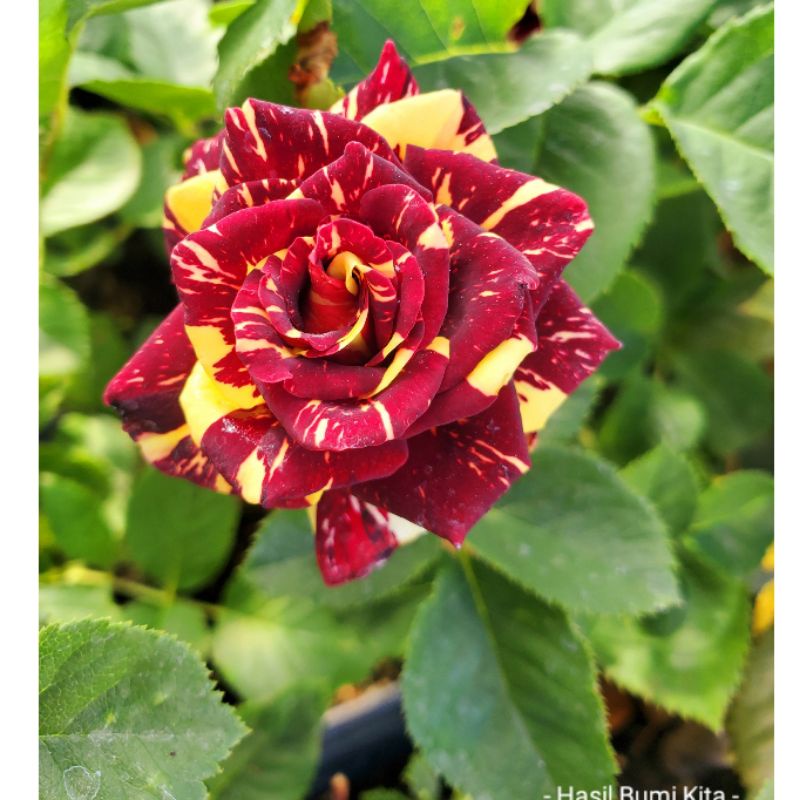 Jual Tanaman Bunga Mawar Batik Abracadabra rose Abrakadabra Tanaman ...