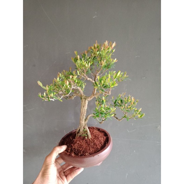 Jual bonsai cendrawasih,batang besar..(free pot.)tinggal pajang ...