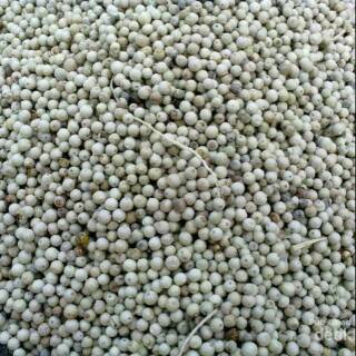 Jual Lada putih sahang merica bulat asli bangka belitung 250 gr ...