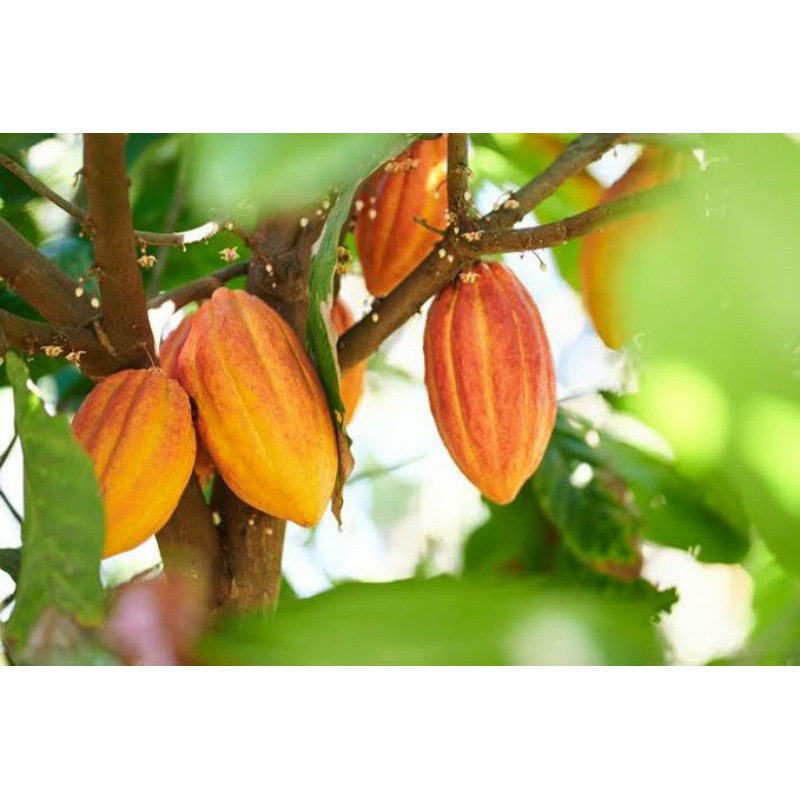 Jual Buah Cacao fresh | Buah Kakao (buah cokelat 1 buah) | Shopee Indonesia
